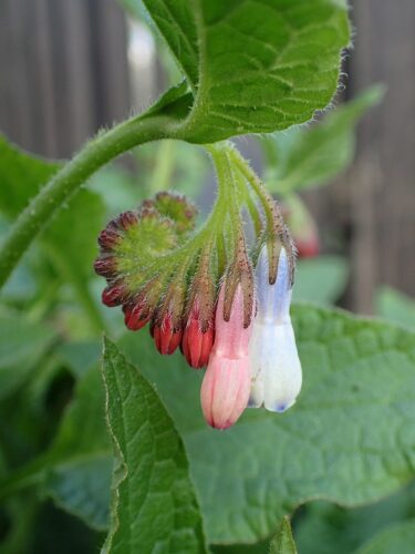 Identifying Comfreys - Mother Earth Living